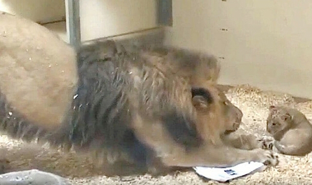 First Time Father Lion Dad Meets His Cub In A Tender Moment That Stole