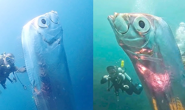 Elusive Giant Oarfish Spotted: Mythical 'Earthquake Fish' Resurfaces ...